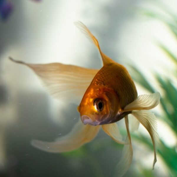 Poisson nettoyeur aquarium : Guide complet pour choisir les meilleures ...